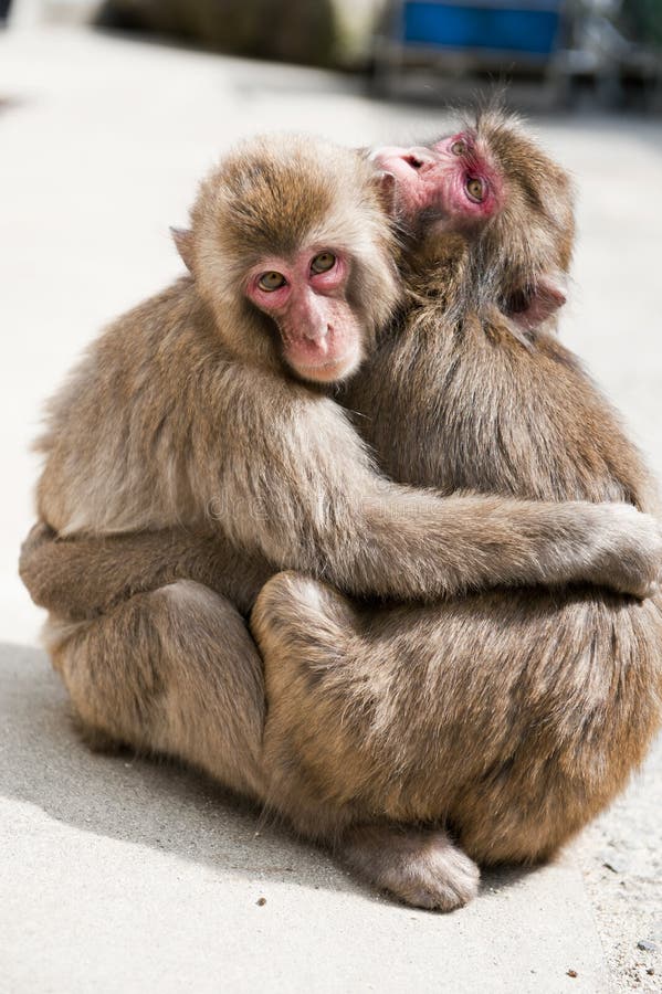 2 Monkeys Hugging Stock Photos - Download 222 Royalty Free Photos