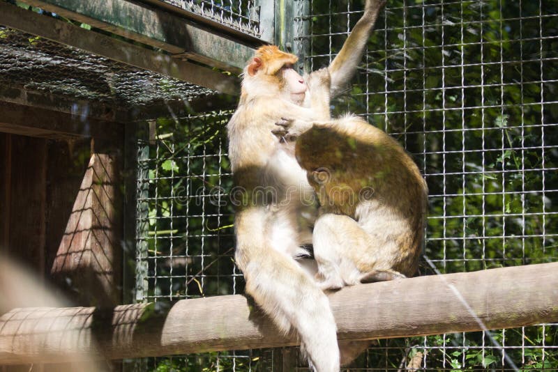 Two monkeys stock photo. Image of monkey, wildlife, large - 28797370