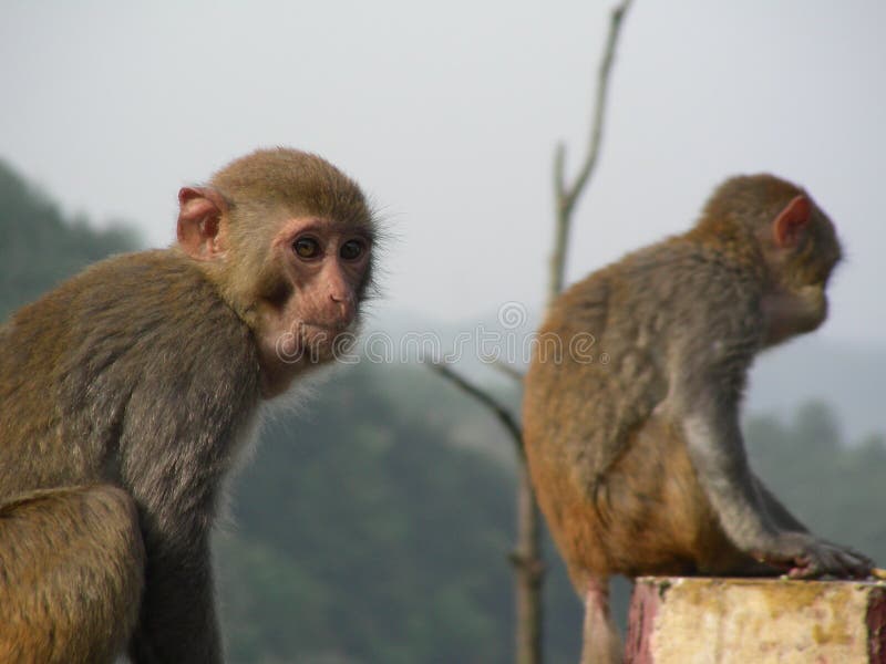 Two monkeys stock photo. Image of china, face, monkeys - 38787646
