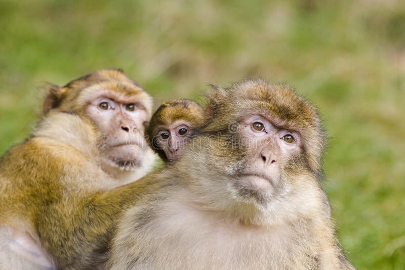 Two monkeys with baby stock image. Image of barbary, monkeys - 5261261