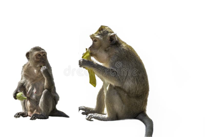 Monkey Isolated on White Background. Stock Photo - Image of face ...