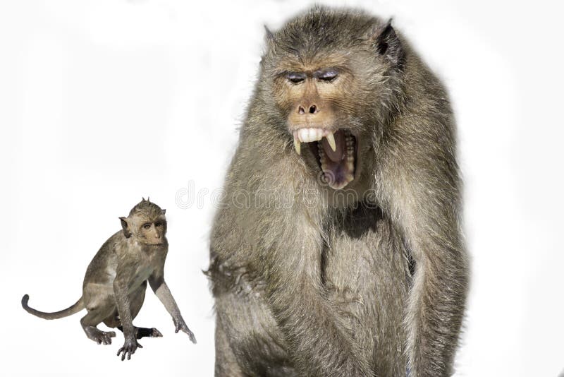 Monkey Isolated on White Background. Stock Photo - Image of face ...