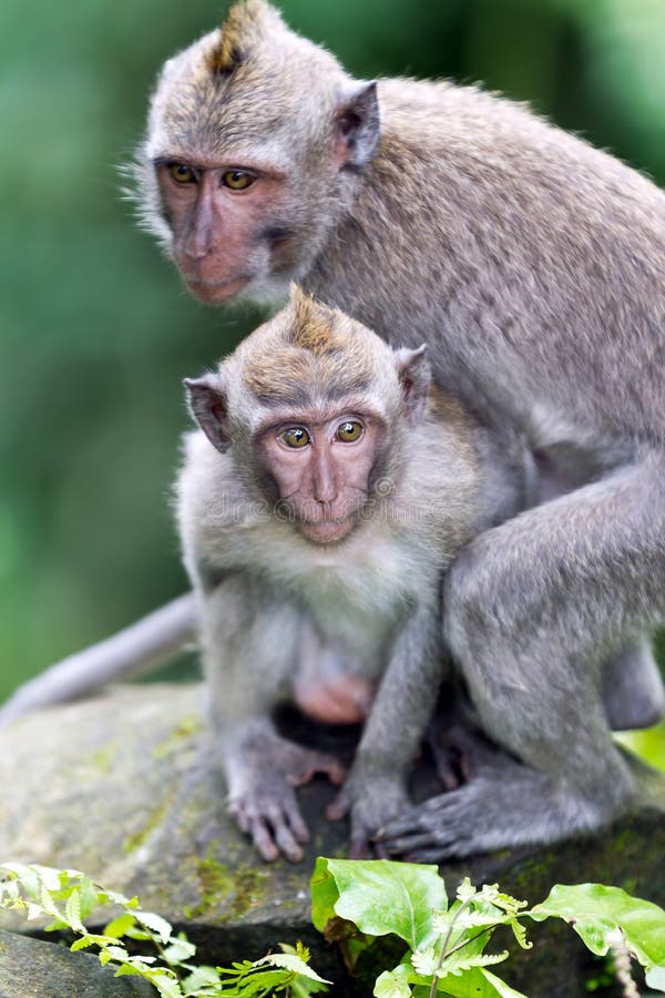 Two Monkeys in Bali Ubud Forest Stock Photo - Image of simian, animals ...