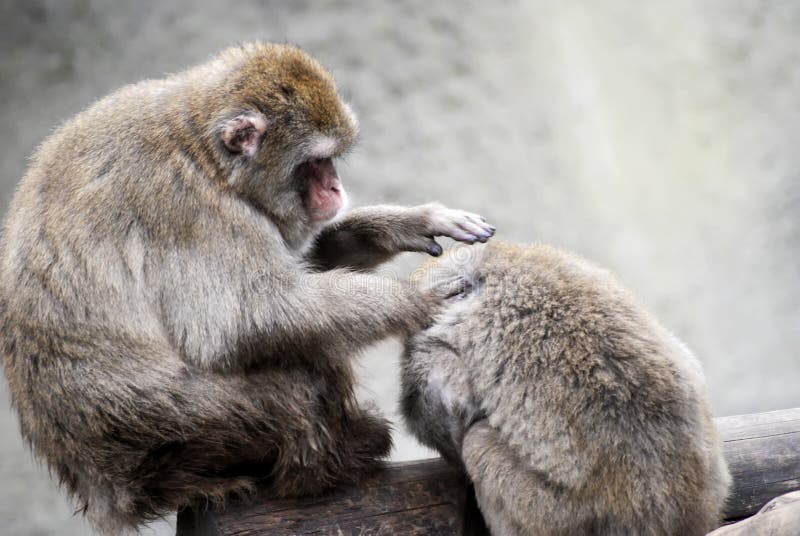 Two monkeys stock photo. Image of green, monkey, nose - 53281912