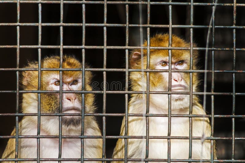 Two Monkeys Behind the Bars of a Cage at the Zoo Stock Image - Image of ...