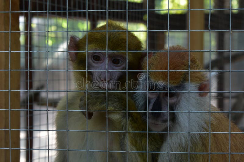 Two Monkeys in a Cage in a Zoo Stock Image - Image of asia, funny ...