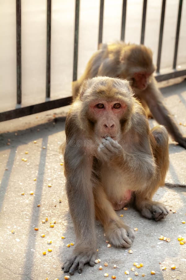Two monkeys eating corn. stock image. Image of look, looking - 63599235