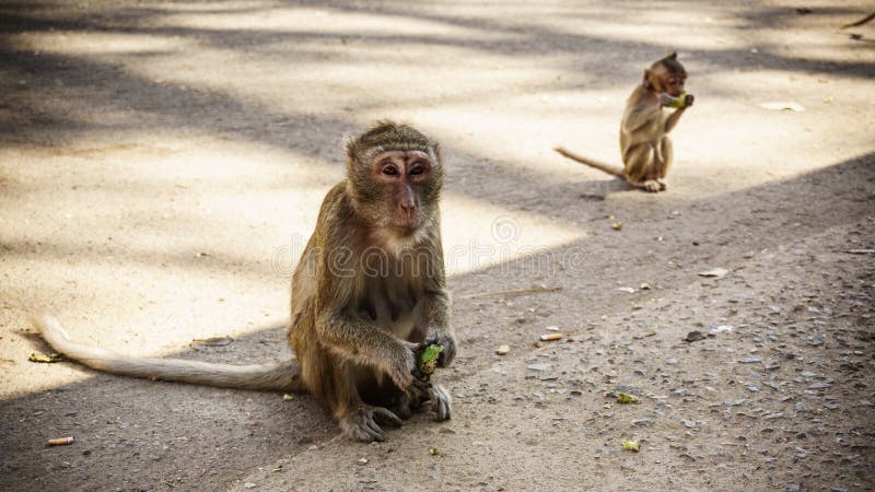 Two Monkeys are Eating a Fruit on the Street. Stock Photo - Image of ...