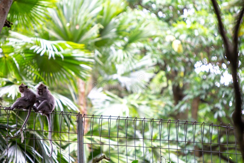 Two monkeys on a fence stock photo. Image of primates - 334172560