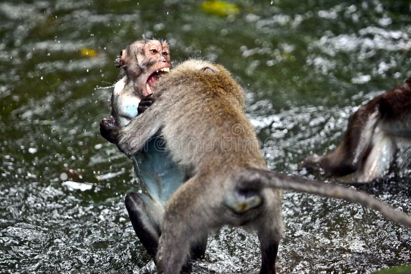 Monkeys fighting stock image. Image of territory, primates - 12841637