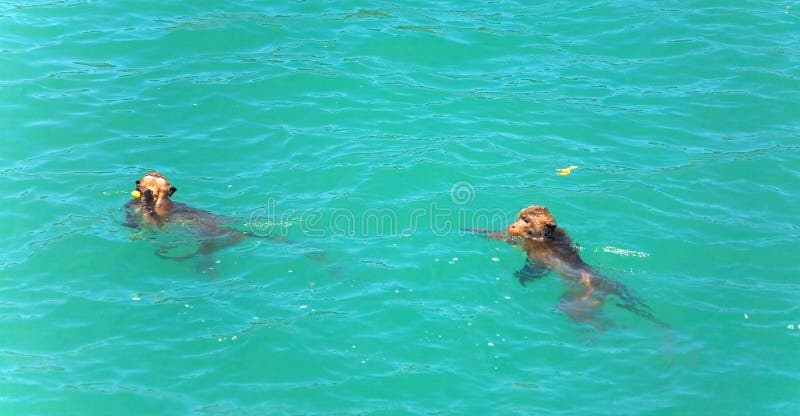 Two monkeys stock photo. Image of water, floating, color - 80208336