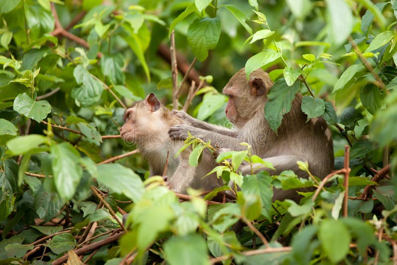 Two monkeys in foliage stock image. Image of sits, comb - 189912133