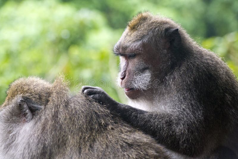 Two Monkeys in Forest in Bali Stock Image - Image of care, trees: 89827139