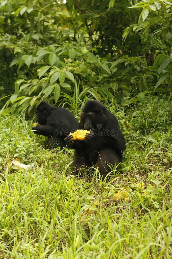 Two Monkeys in the Forest Eating Mango Stock Image - Image of ...