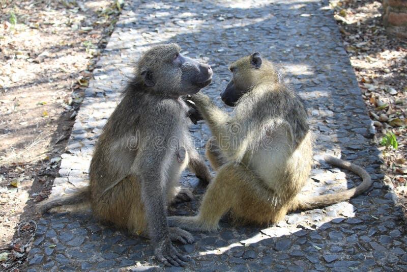 Two Monkeys in the Forest Path Stock Photo - Image of wild, animal ...