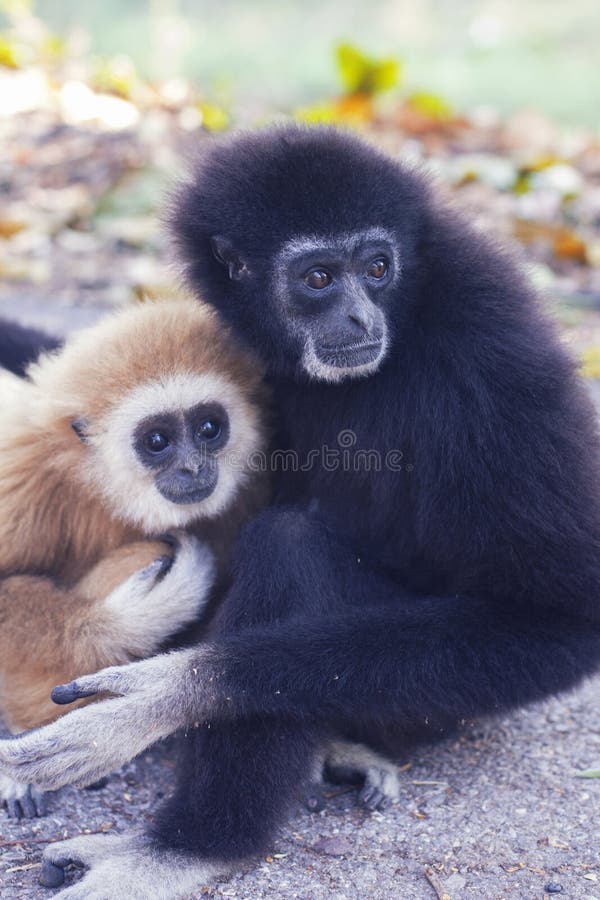 Two monkeys stock image. Image of summer, baby, animal - 64825805