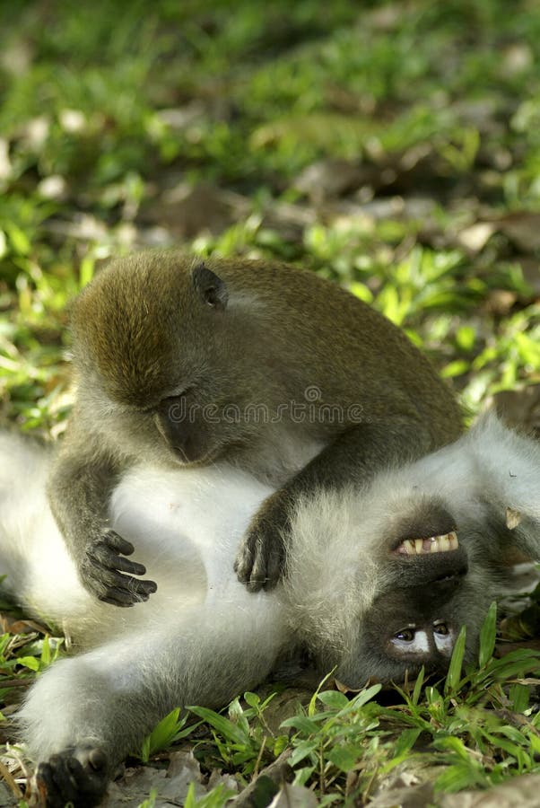Two monkeys grooming stock image. Image of lying, furry - 3627507