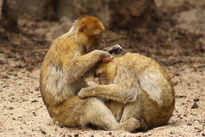 Two Monkeys Grooming Each Other Stock Image - Image of primate, brown: 10942511