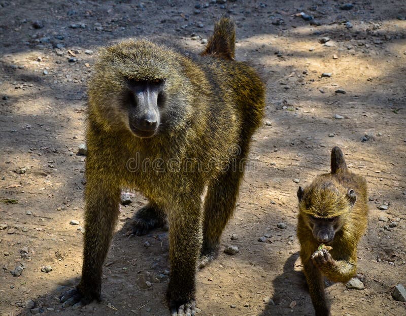 Two monkeys stock photo. Image of ground, hanging, kenya - 86236670