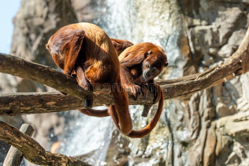 Two Monkeys are Hanging Out on a Tree Branch Stock Photo - Image of ...