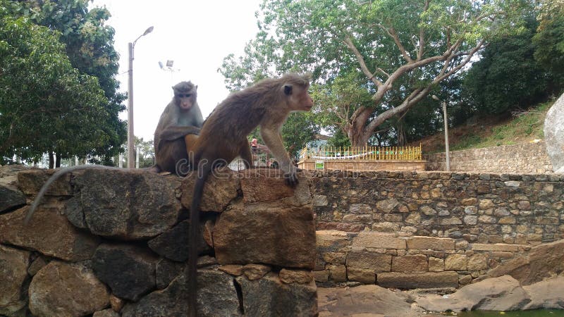 Two Monkeys are Helping Each Other for Itchy Stock Image - Image of ...