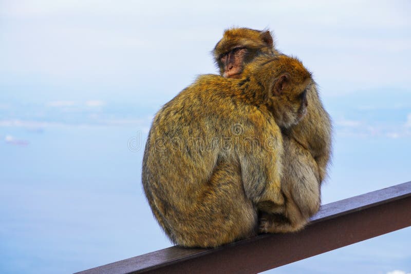 Two Monkeys Hug, Strait of Gibraltar, Spain. with Selective Focus Stock ...