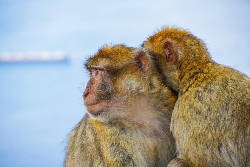 Two Monkeys Hug, Strait of Gibraltar, Spain. with Selective Focus Stock ...