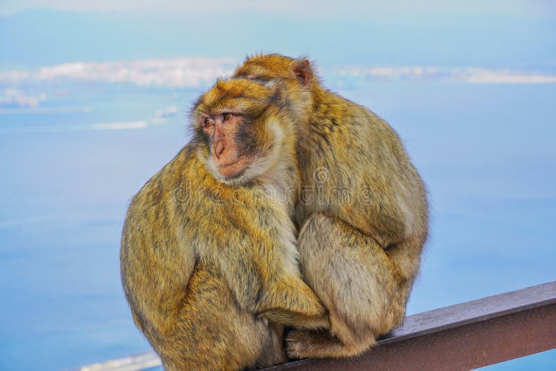 Two Monkeys Hug, Strait of Gibraltar, Spain. with Selective Focus Stock ...
