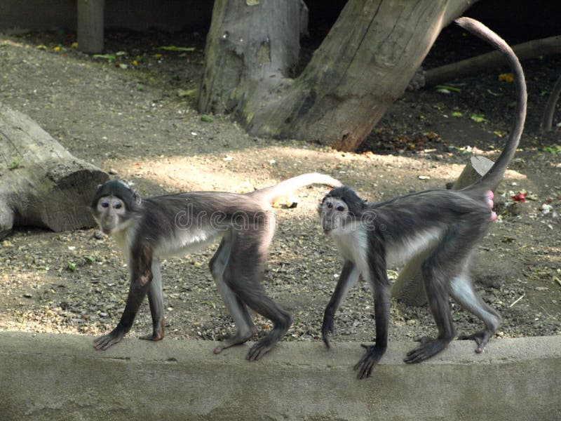 Two monkeys with long tail stock photo. Image of bear - 265125080