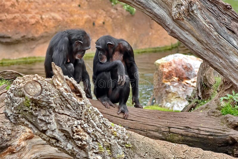 Two Monkeys Looking At Each Other Stock Image - Image of sitting ...