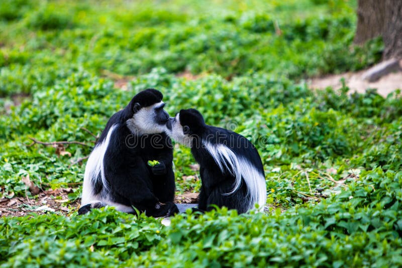 Two Monkeys in Love Give a Kiss Stock Photo - Image of wild, grass ...