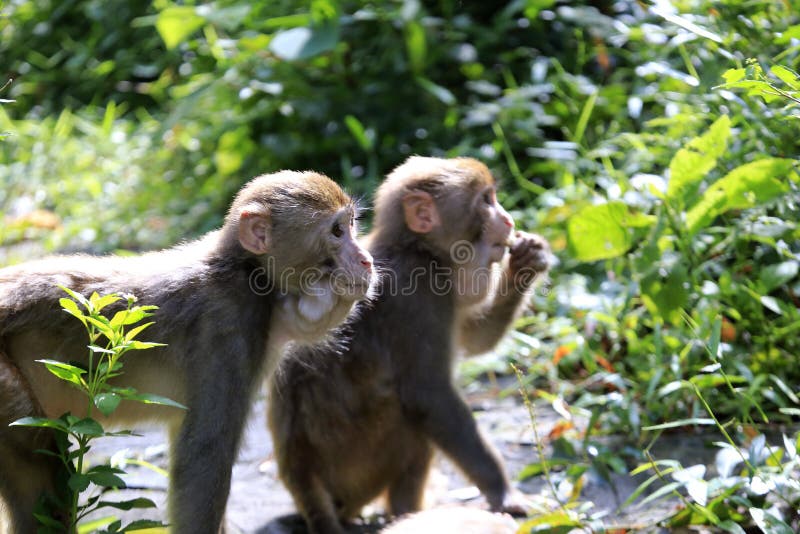 Two monkeys stock photo. Image of habitat, nature, jungle - 69962322
