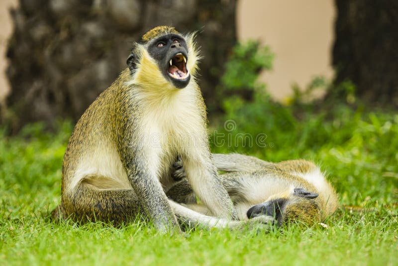 Monkeys Screaming Stock Photos - Free & Royalty-Free Stock Photos from ...