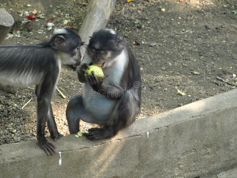 Two monkeys and a pear stock photo. Image of pear, mammal - 265125086
