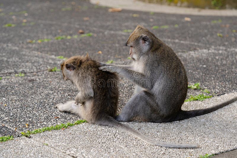 Two Monkeys Picking Lice from Each Other at Sangeh Monkey Forest, Bali ...