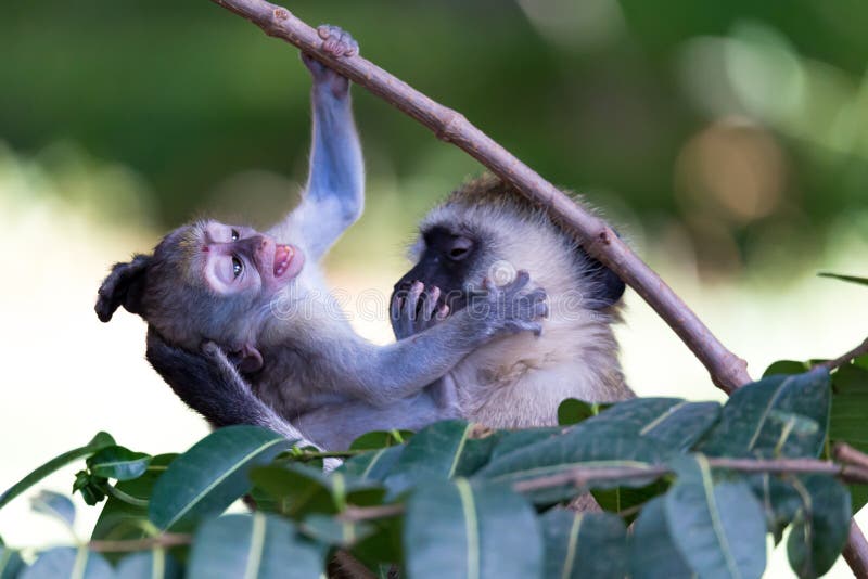 Monkeys are fun to play. stock image. Image of park, rear - 20397845