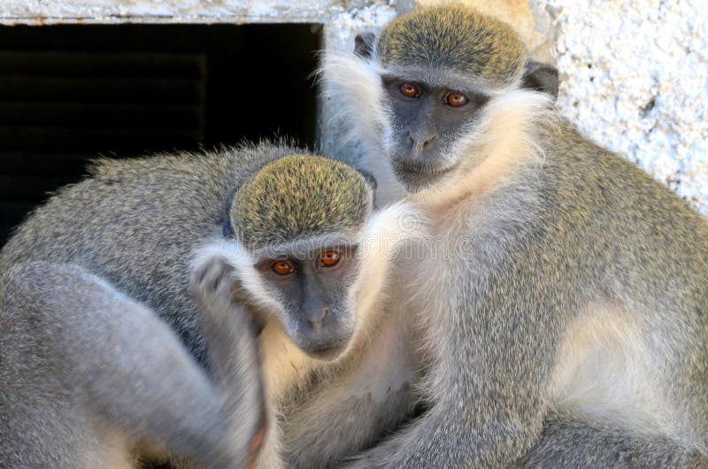 Two monkeys stock image. Image of monkey, life, friends - 58855909