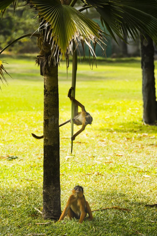 Two monkeys playing stock image. Image of fauna, colobus - 83897129
