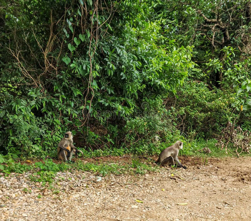 Two Monkeys are Playing Together Stock Image - Image of together ...