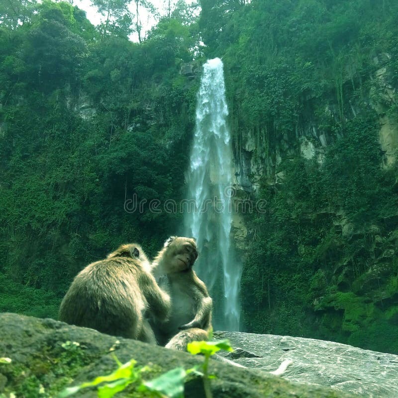 Two Monkeys Playing Under a Landscape of Waterfall Stock Image - Image ...