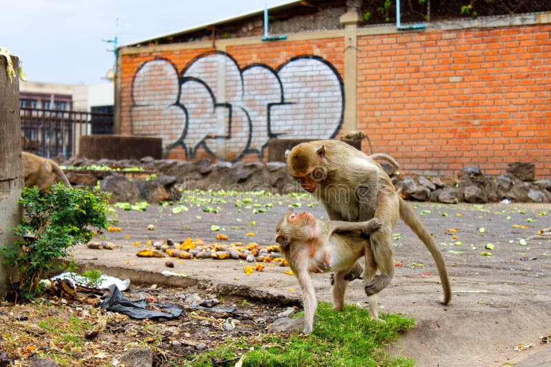 Two Monkeys are Reproducing Stock Photo - Image of reproducing, monkey ...