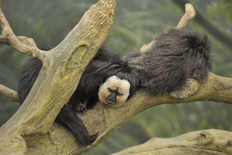 Two monkeys resting stock photo. Image of monkey, horizontal - 11373230