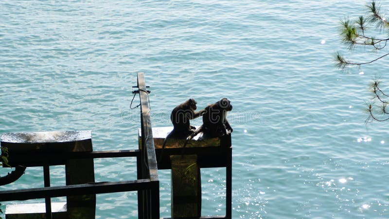 Two monkeys by the sea stock image. Image of beach, coast - 293513973