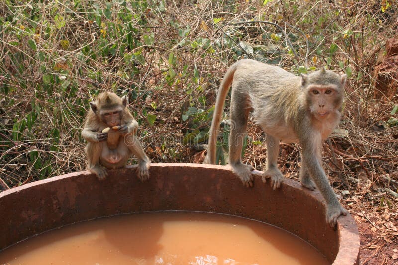 Two Monkeys Water Tank Stock Photos - Free & Royalty-Free Stock Photos ...