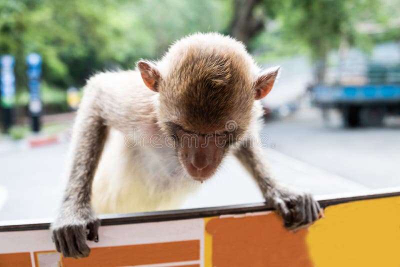 Two Monkeys. Sitting Back To Back on a Roof Top and Looking Away. Stock ...