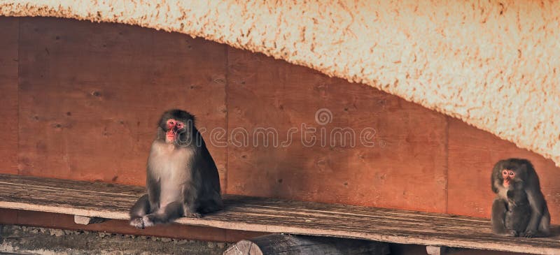 Two Monkeys Sitting on the Bench Stock Photo - Image of animal, steam ...