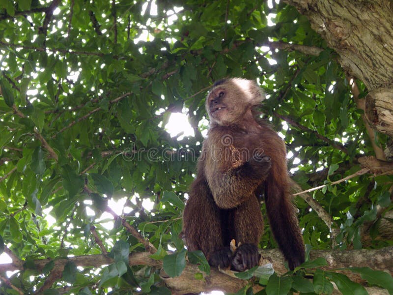 Two Monkeys on a tree stock photo. Image of sitting - 106591000