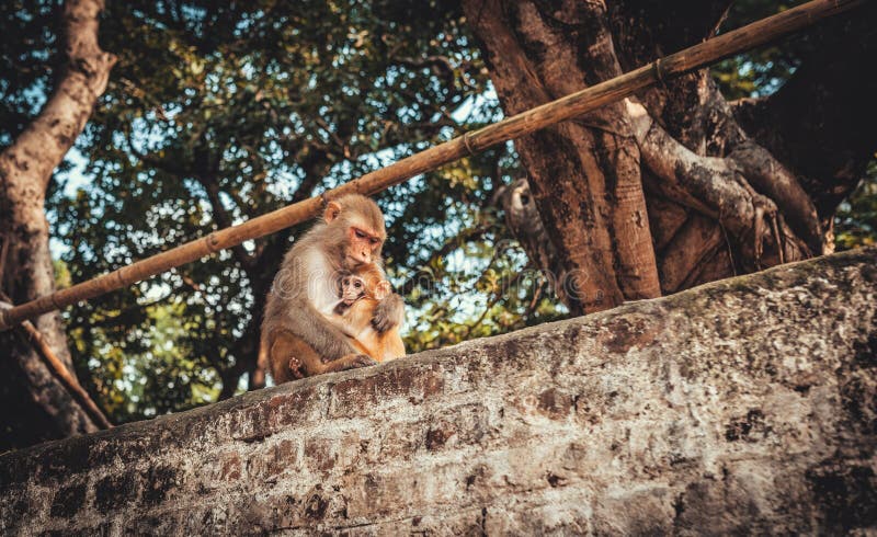Two Monkeys are Sitting on a Brick Wall Beneath a Tree, the Monkey is ...