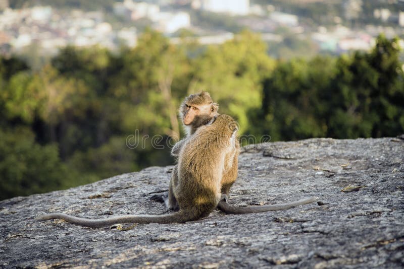 Two Monkeys Sitting Down on the Mountain Stock Image - Image of wild ...