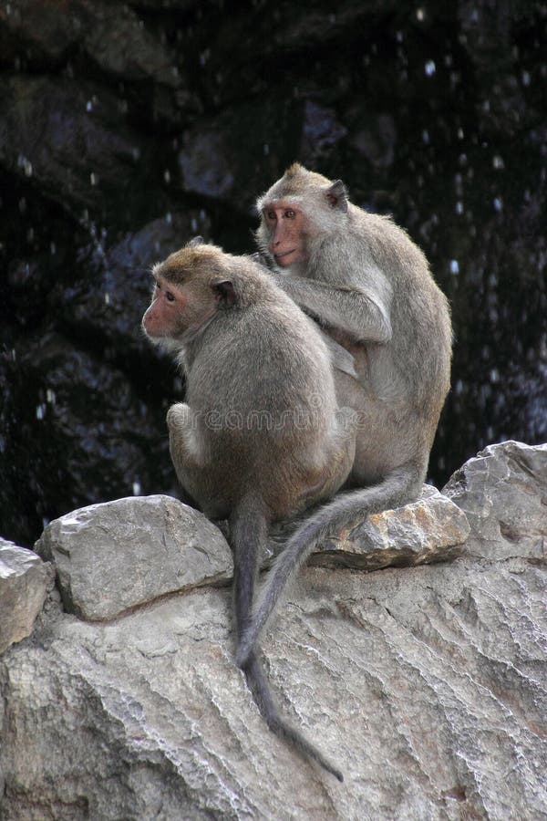 Two Monkeys stock photo. Image of asia, wildlife, rock - 39775342